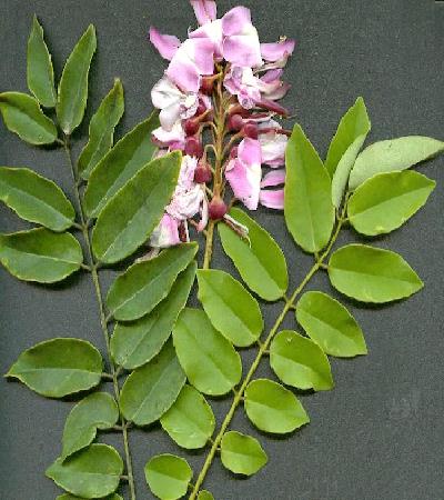 Gliricidia sepium / Quickstick; Aaron's Rod